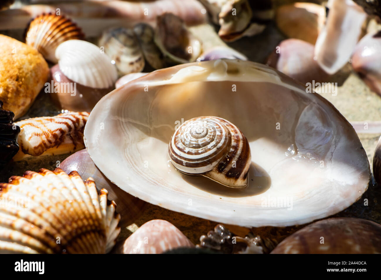 Sea shells composition. From Aegean Sea Stock Photo - Alamy