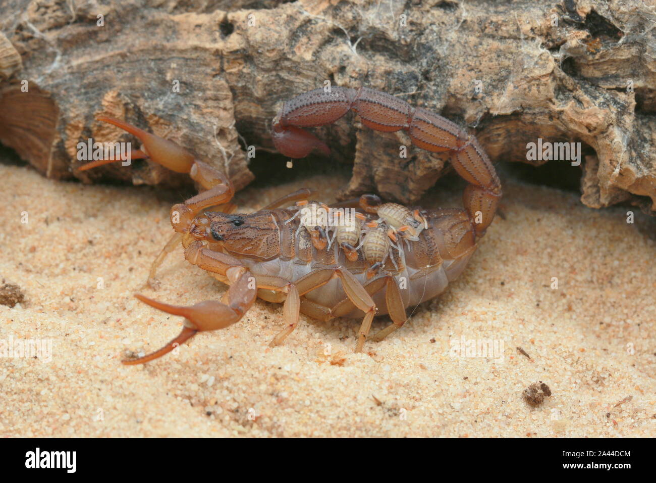 Scorpions mating hi-res stock photography and images - Alamy