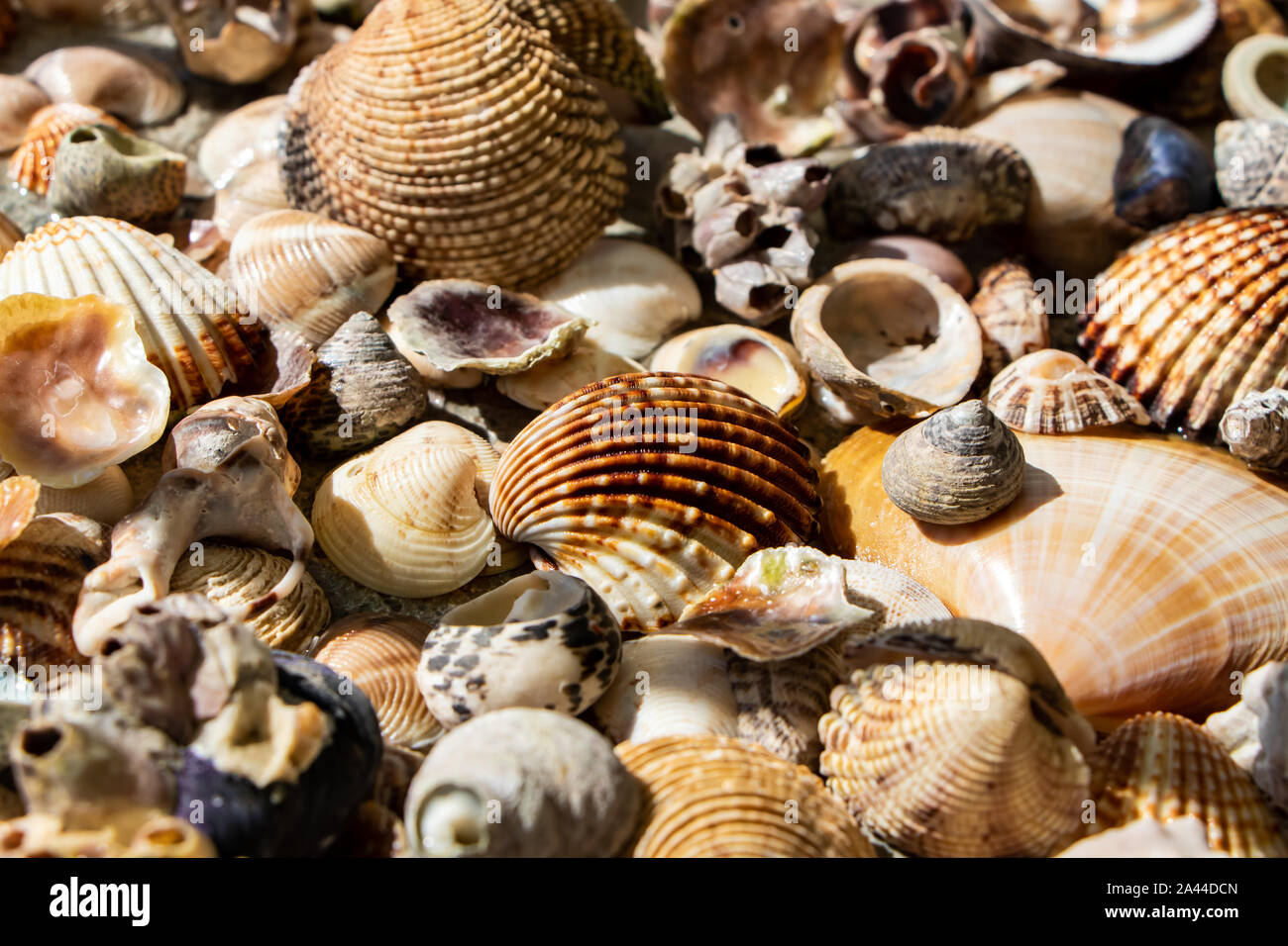 Sea shells composition. From Aegean Sea Stock Photo - Alamy