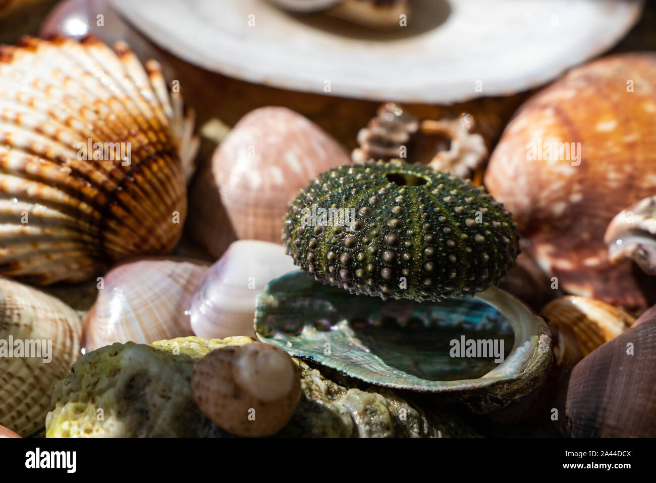 Sea shells composition. From Aegean Sea Stock Photo - Alamy