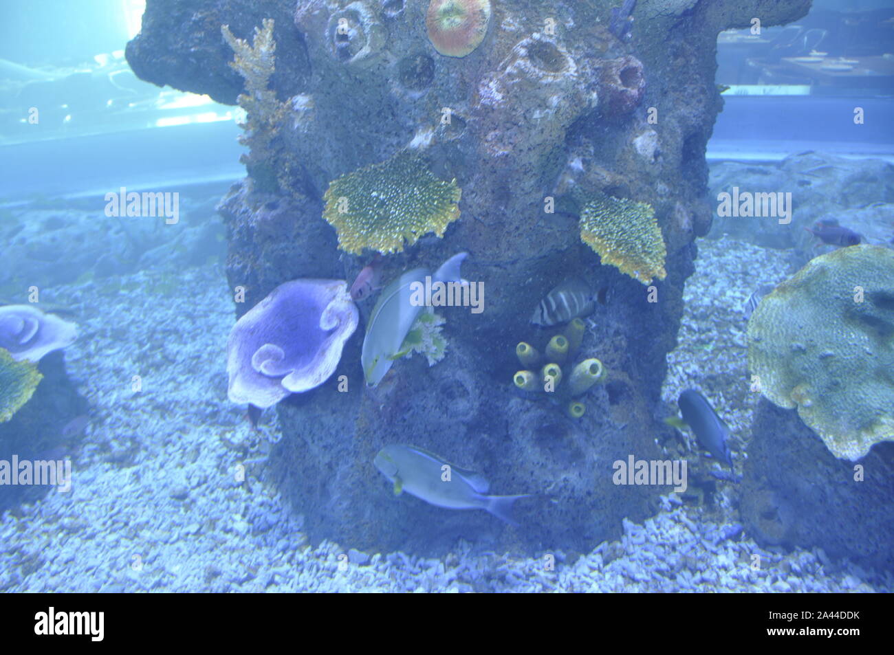 Interior view of the world's highest-altitude aquarium, which is the ...