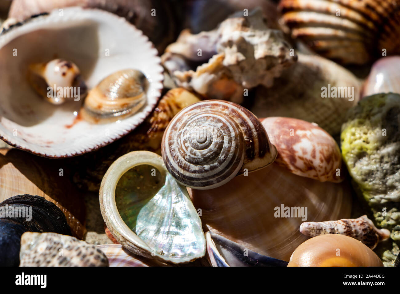 Sea shells composition. From Aegean Sea Stock Photo - Alamy