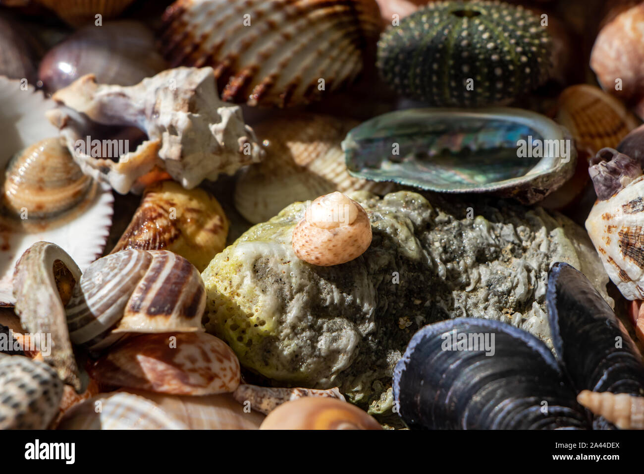 Sea shells composition. From Aegean Sea Stock Photo - Alamy