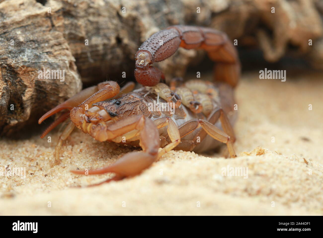 Insects of congo hi-res stock photography and images - Alamy