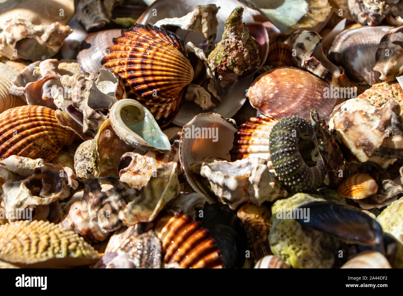 Sea shells composition. From Aegean Sea Stock Photo - Alamy