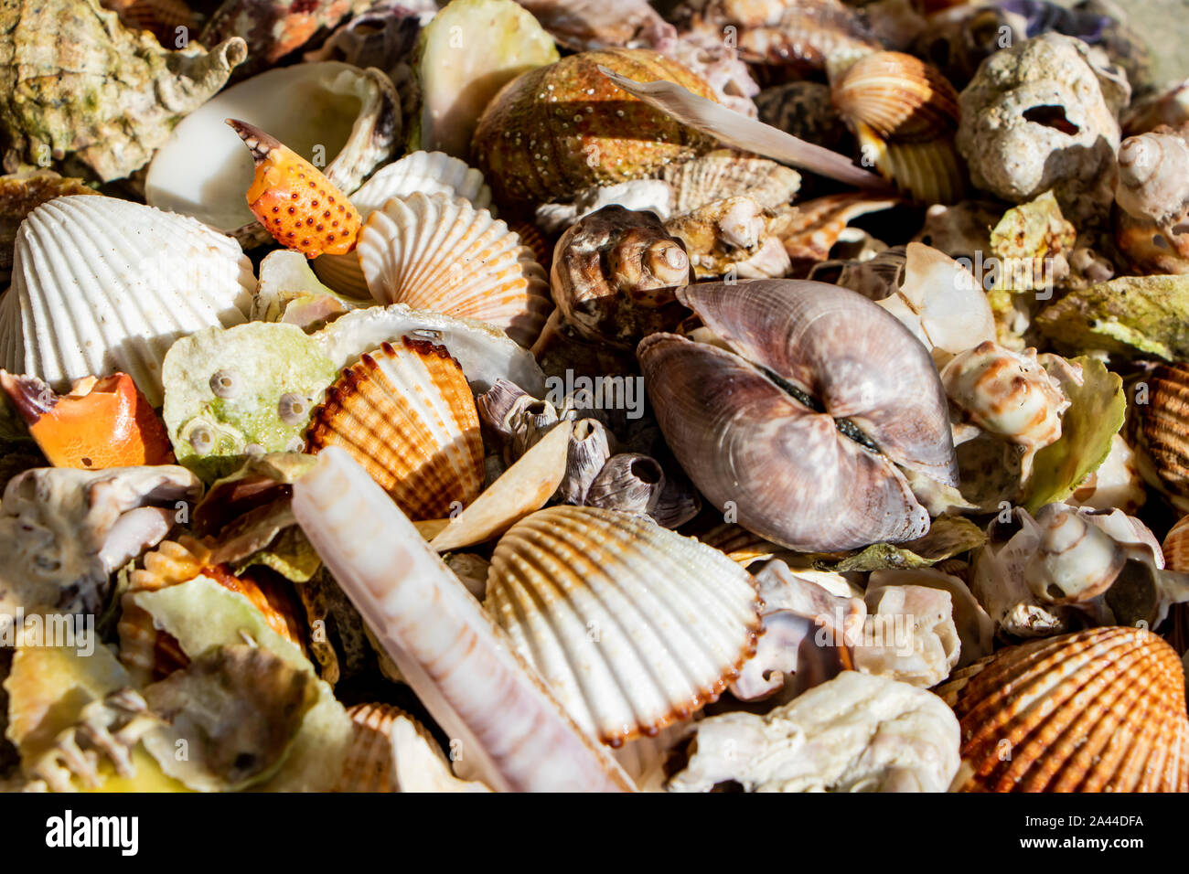 Sea shells composition. From Aegean Sea Stock Photo - Alamy