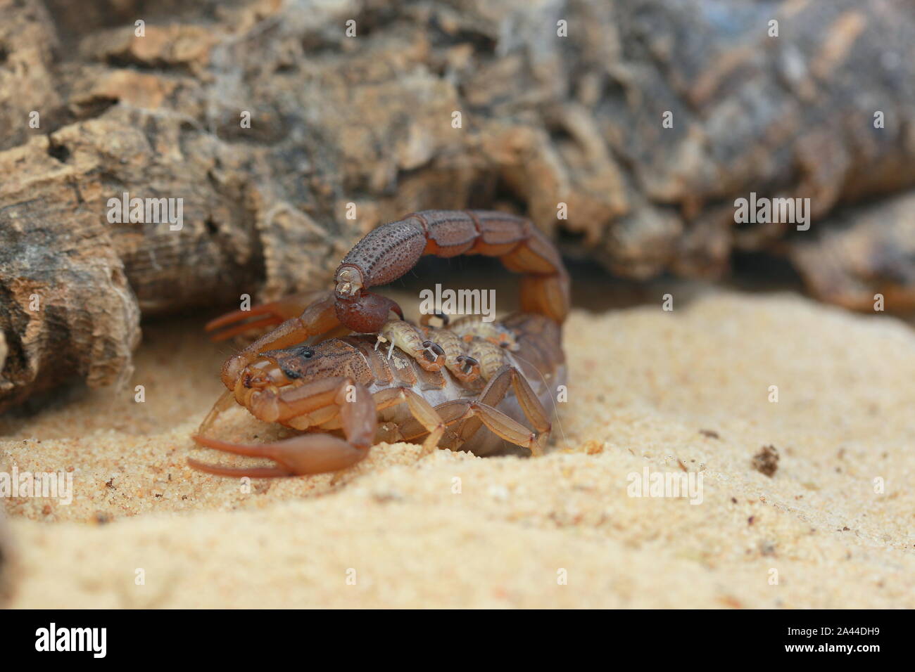 Insects of congo hi-res stock photography and images - Alamy