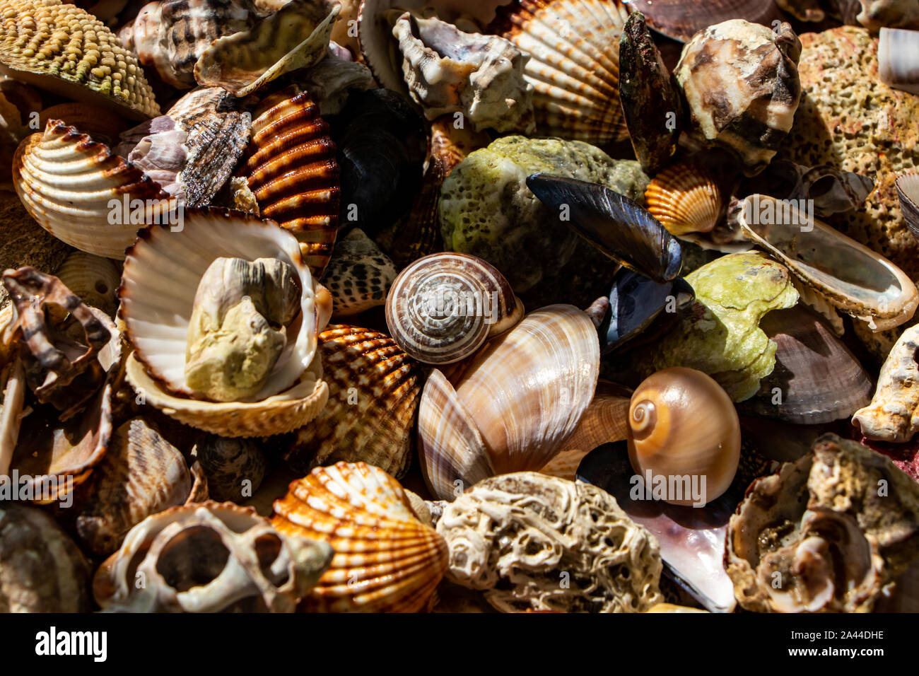 Sea shells composition. From Aegean Sea Stock Photo - Alamy