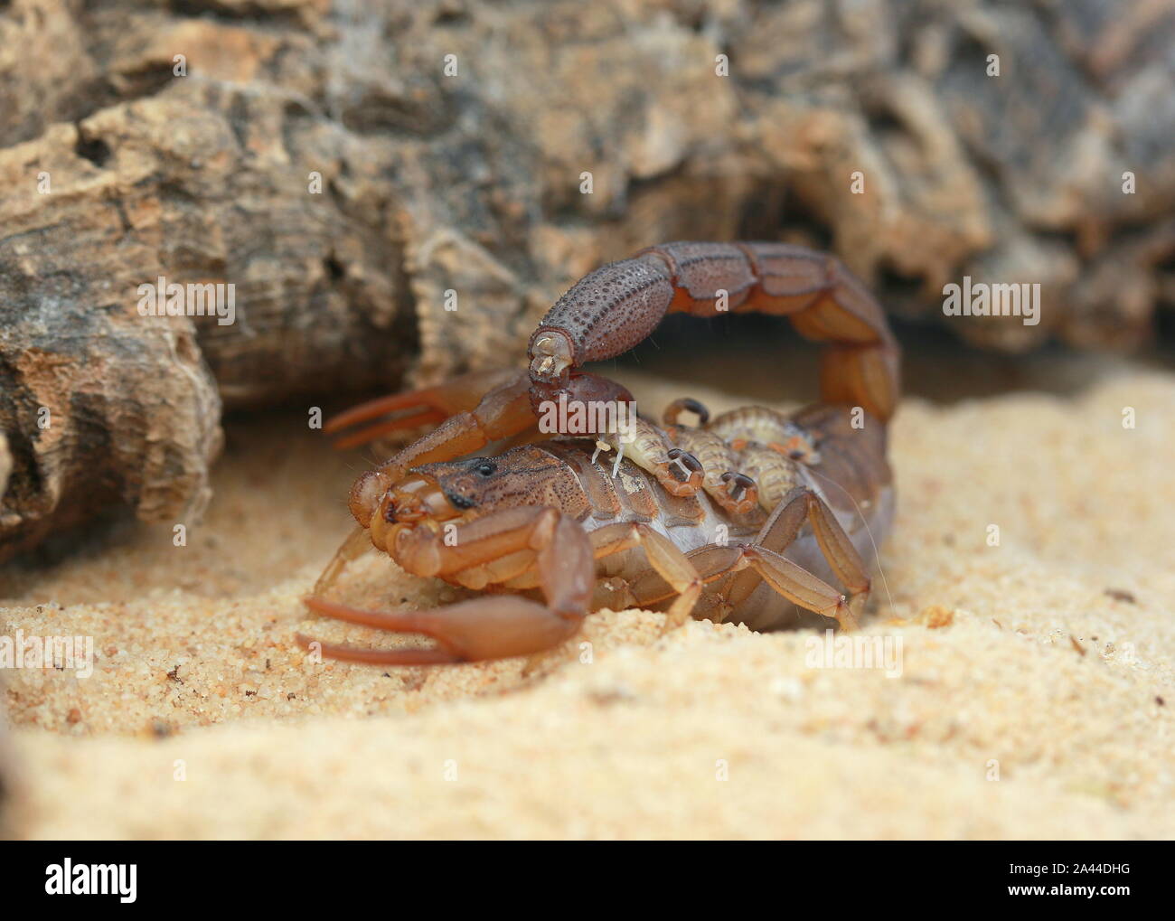 Scorpions mating hi-res stock photography and images - Alamy