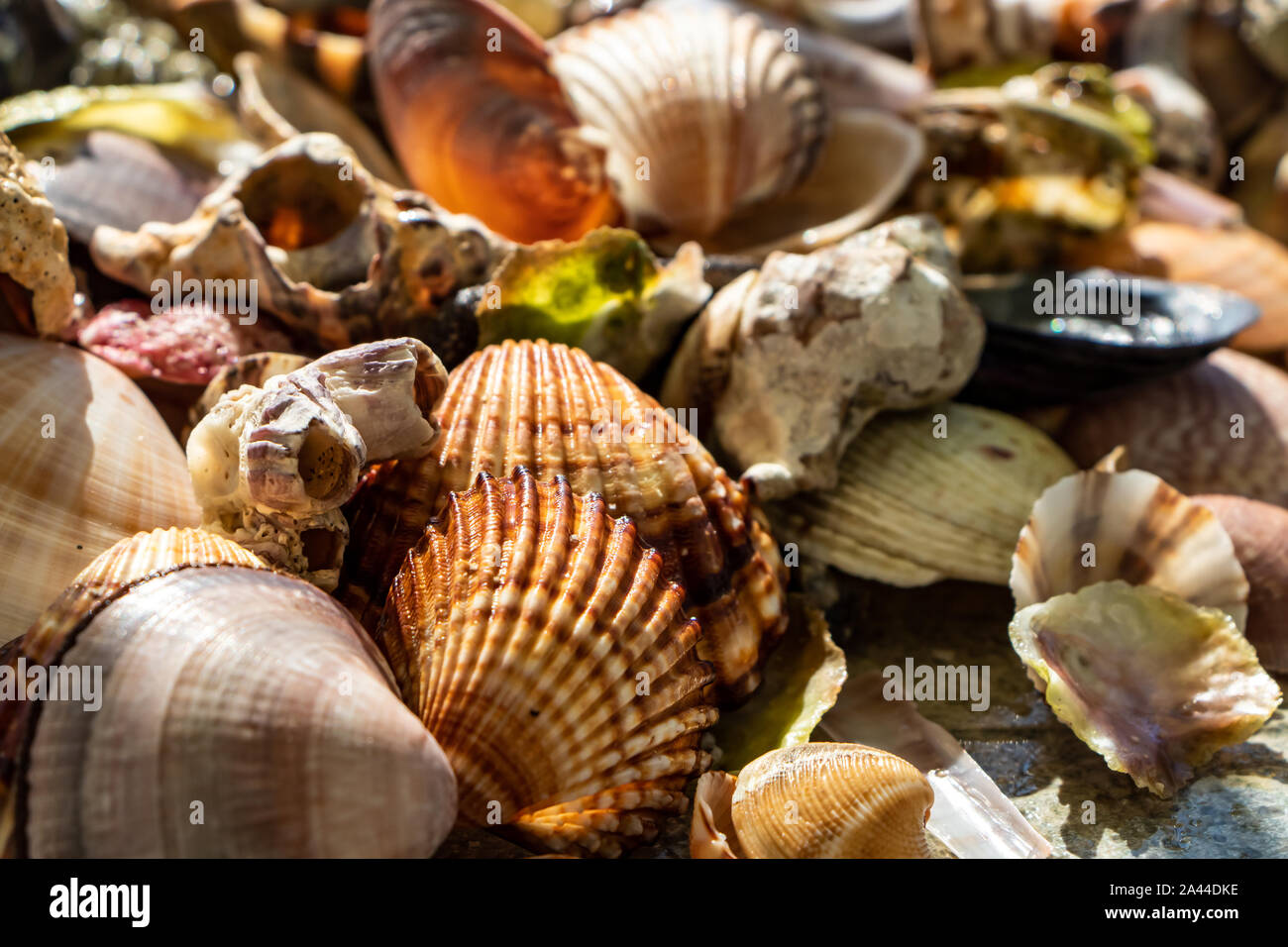 Sea shells composition. From Aegean Sea Stock Photo - Alamy