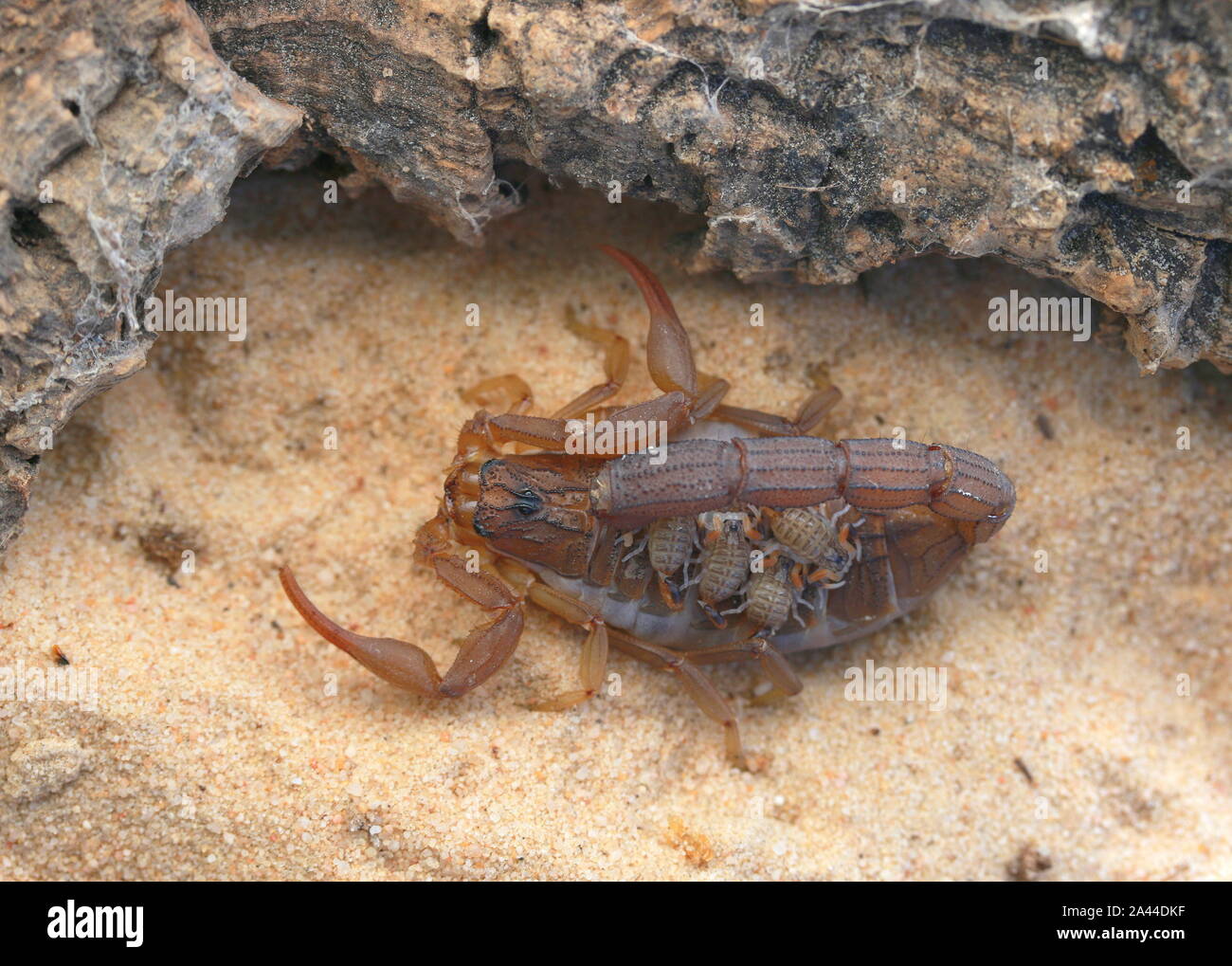 Scorpions mating hi-res stock photography and images - Alamy