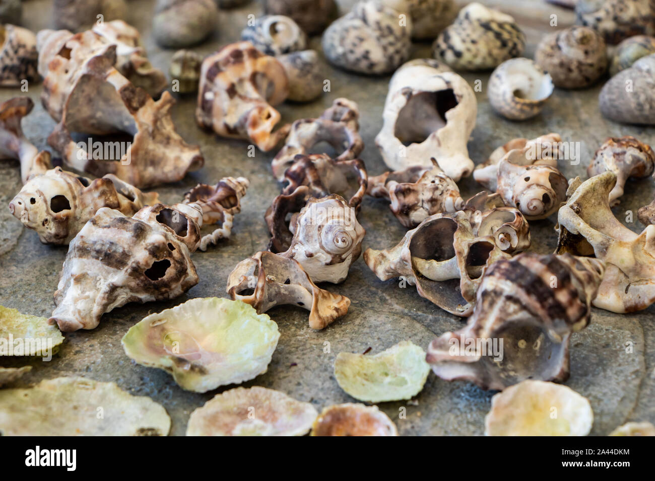 Sea shells composition. From Aegean Sea Stock Photo - Alamy