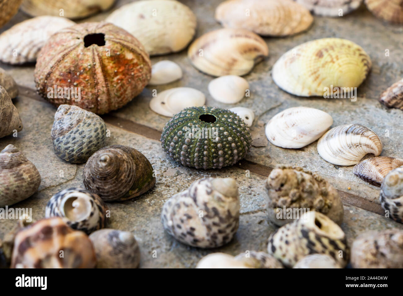 Sea shells composition. From Aegean Sea Stock Photo - Alamy