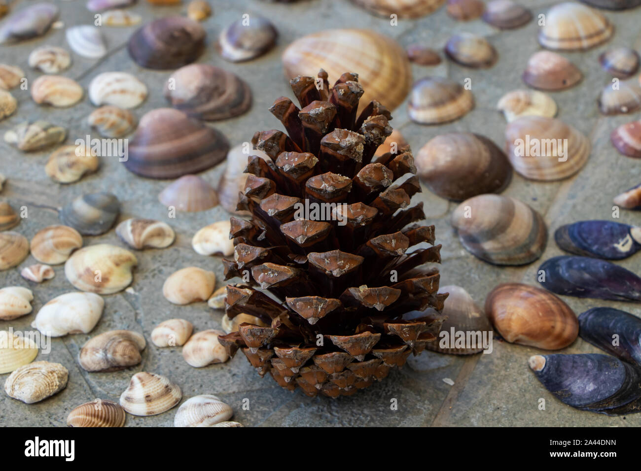 Sea shells and a cone composition Stock Photo - Alamy