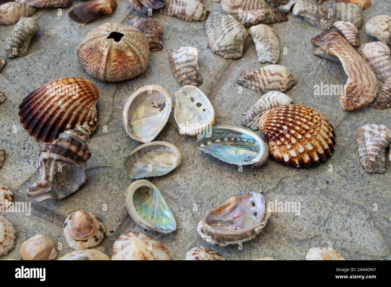 Sea shells composition. From Aegean Sea Stock Photo - Alamy