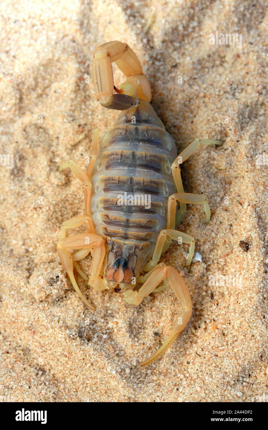 Omdurman scorpion, Death Stalker Scorpion, Leiuris quinquestriatus ...