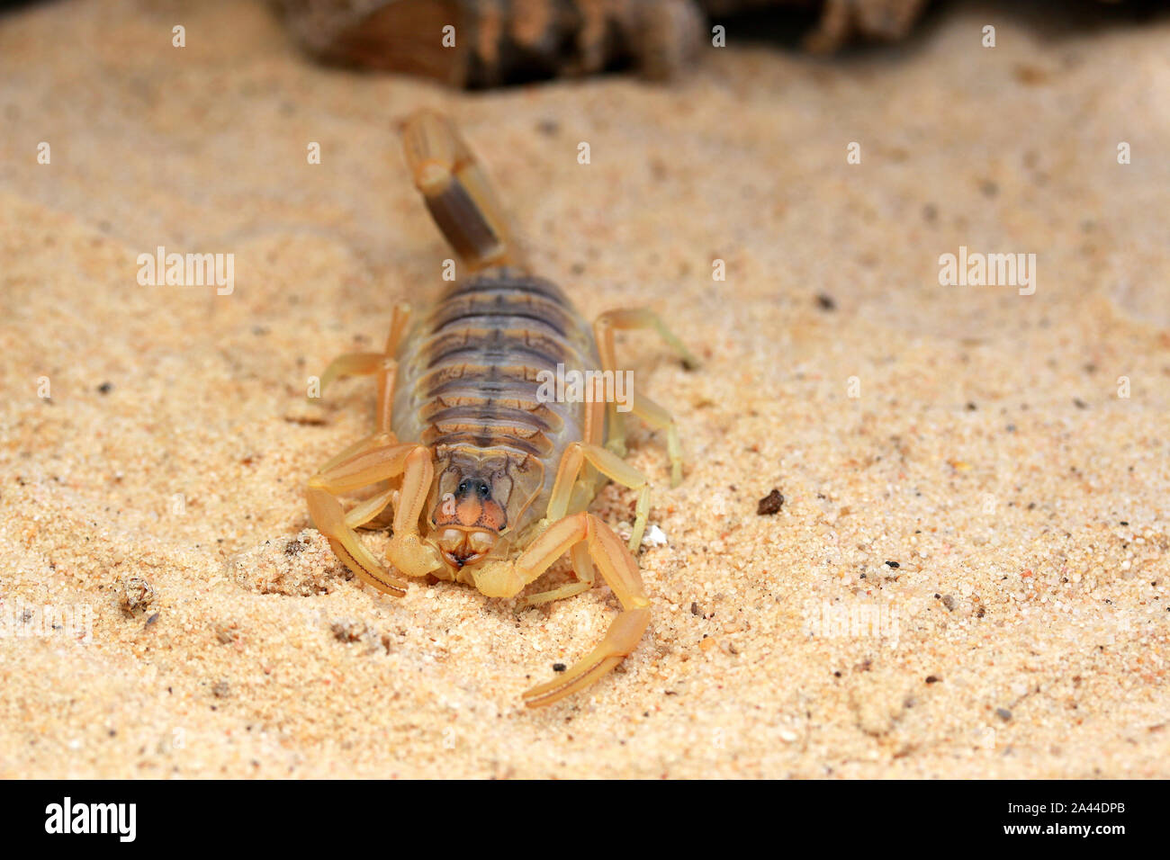 Death stalker scorpion hi-res stock photography and images - Alamy