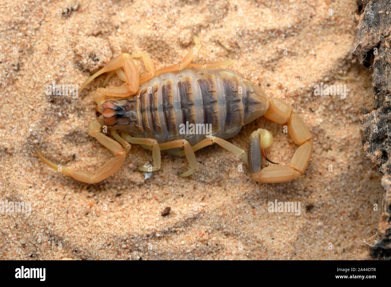 Omdurman scorpion, Death Stalker Scorpion, Leiuris quinquestriatus ...