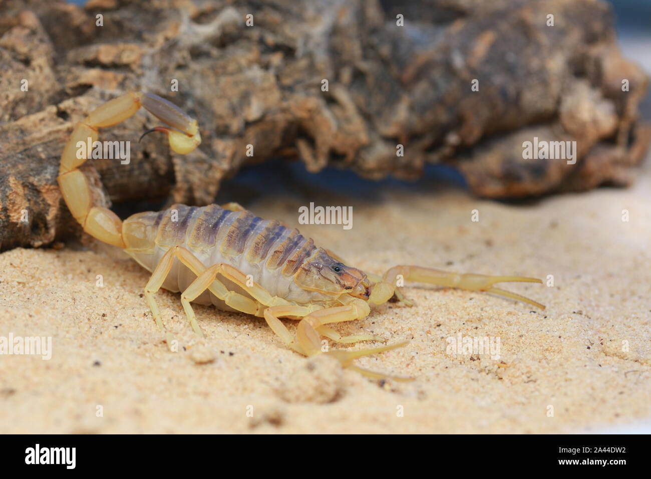 Death stalker scorpion hi-res stock photography and images - Alamy