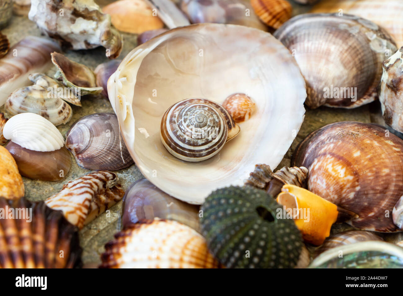 Sea shells composition. From Aegean Sea Stock Photo - Alamy