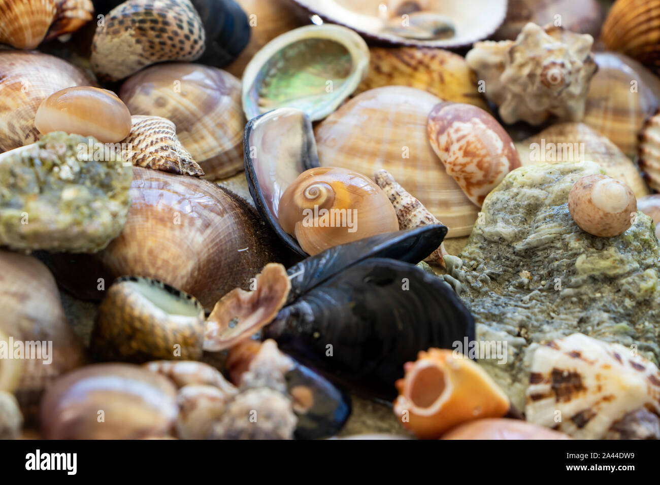 Sea shells composition. From Aegean Sea Stock Photo - Alamy