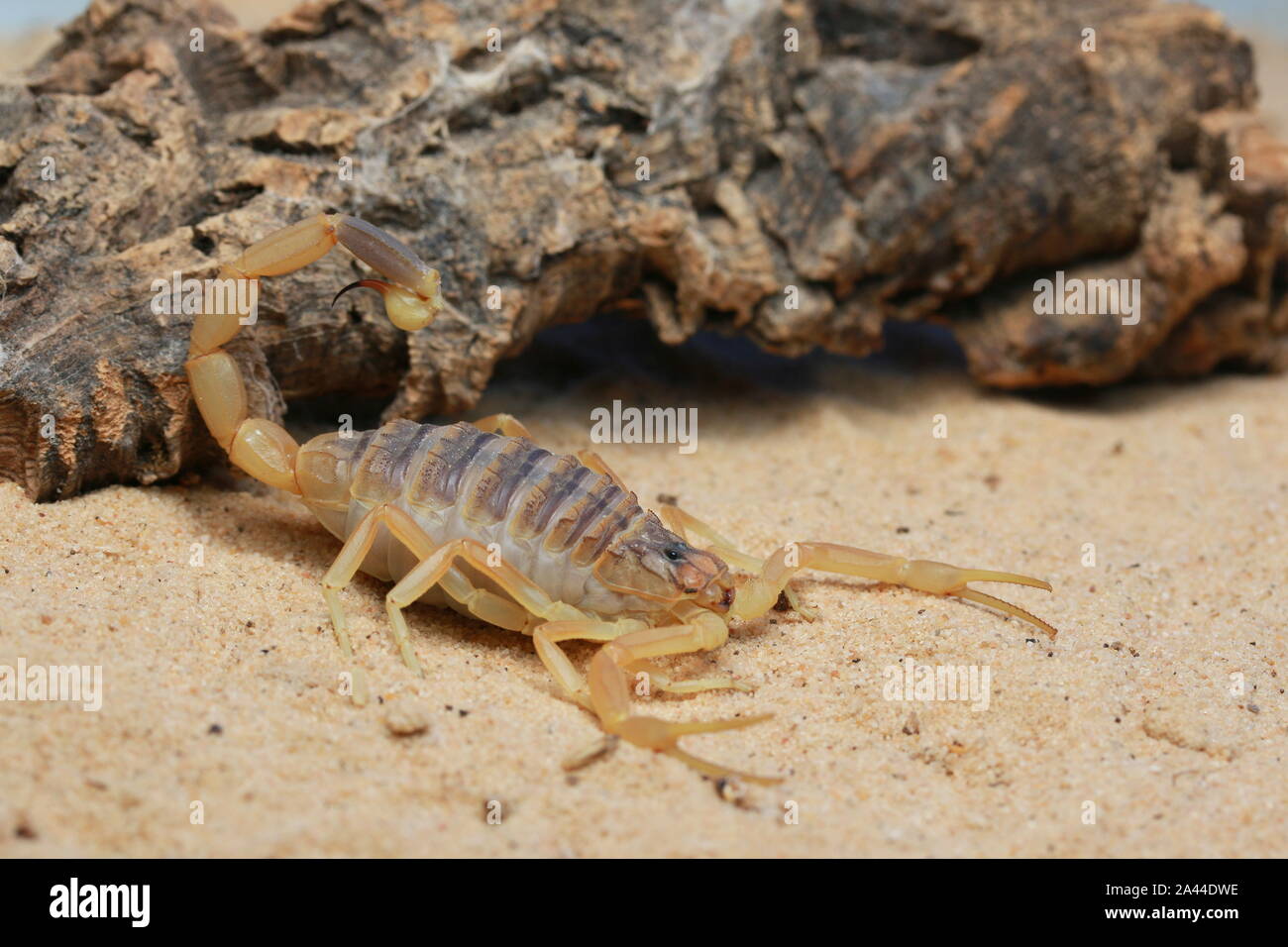 Death stalker scorpion hi-res stock photography and images - Alamy