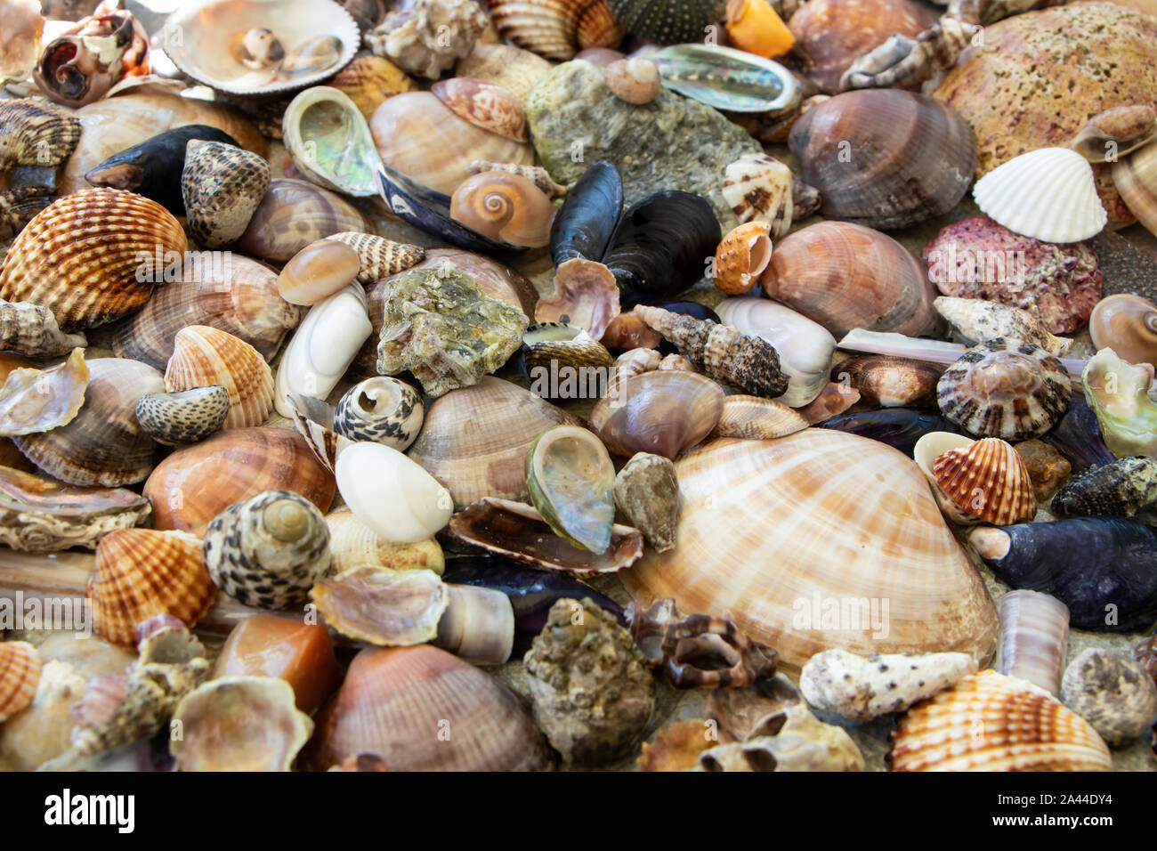 Composition from sea shells hi-res stock photography and images - Alamy