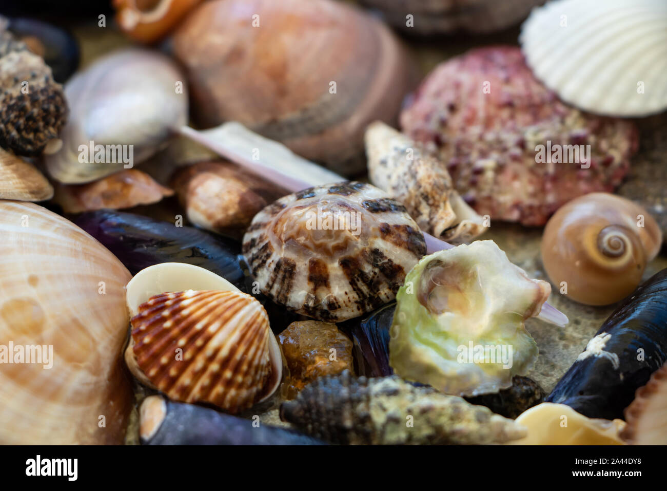 Sea shells composition. From Aegean Sea Stock Photo - Alamy