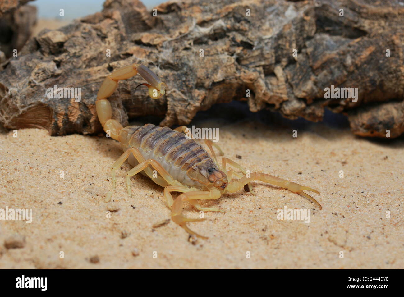 Palestine yellow scorpion hi-res stock photography and images - Alamy
