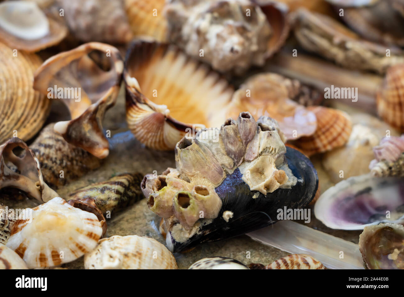 Sea shells composition. From Aegean Sea Stock Photo - Alamy