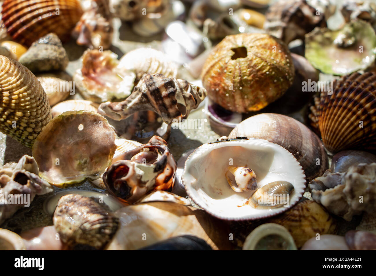 Sea shells composition. From Aegean Sea Stock Photo - Alamy