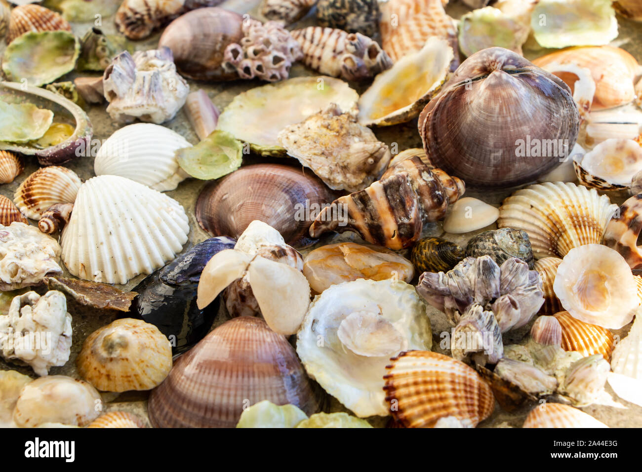 Sea shells composition. From Aegean Sea Stock Photo - Alamy