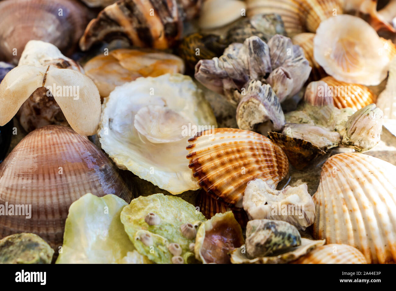 Sea shells composition. From Aegean Sea Stock Photo - Alamy