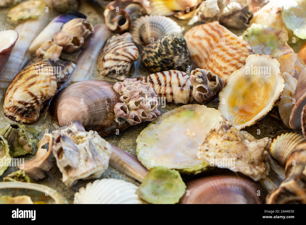 Sea shells composition. From Aegean Sea Stock Photo - Alamy