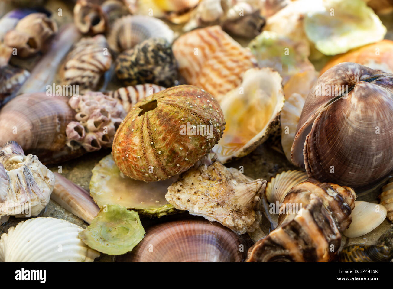 Sea shells composition. From Aegean Sea Stock Photo - Alamy