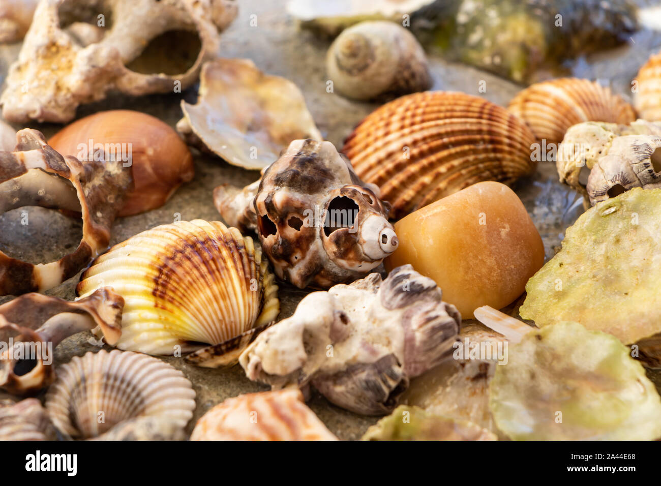 Sea shells composition. From Aegean Sea Stock Photo - Alamy
