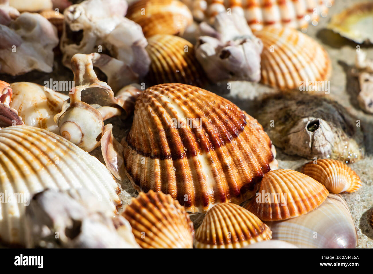 Sea shells composition. From Aegean Sea Stock Photo - Alamy