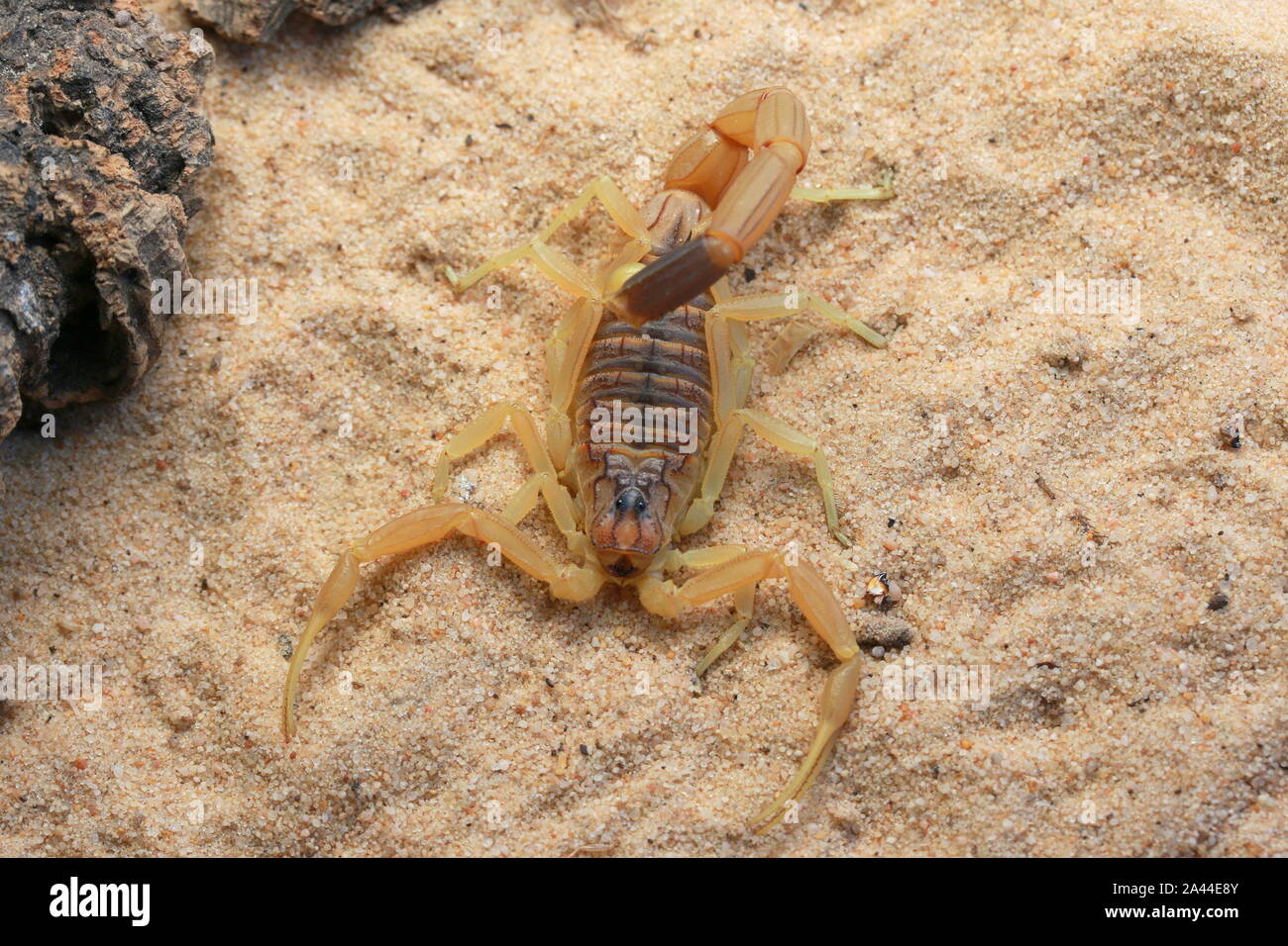 Death stalker scorpion hi-res stock photography and images - Alamy