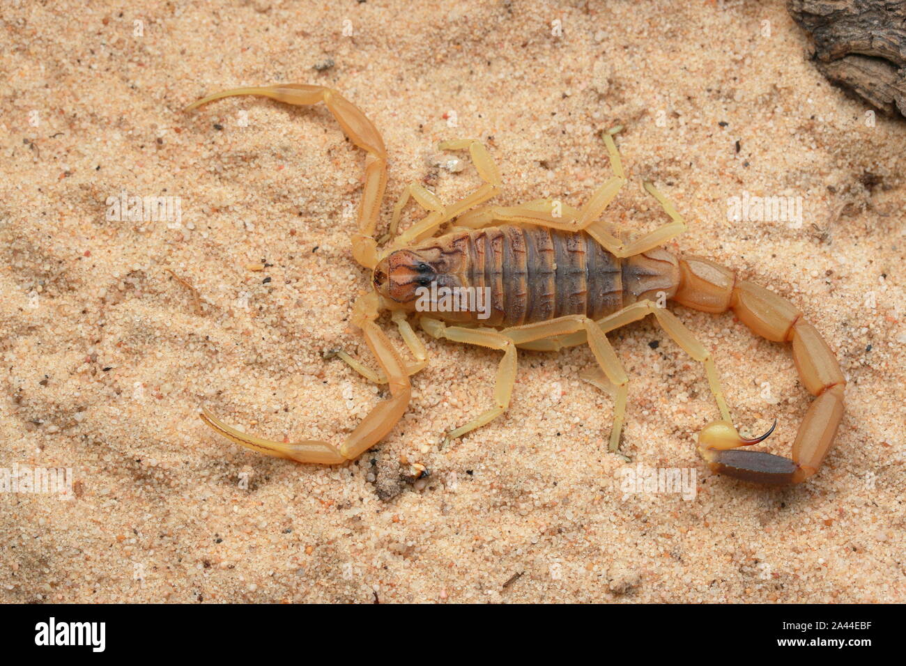 Death stalker scorpion hi-res stock photography and images - Alamy