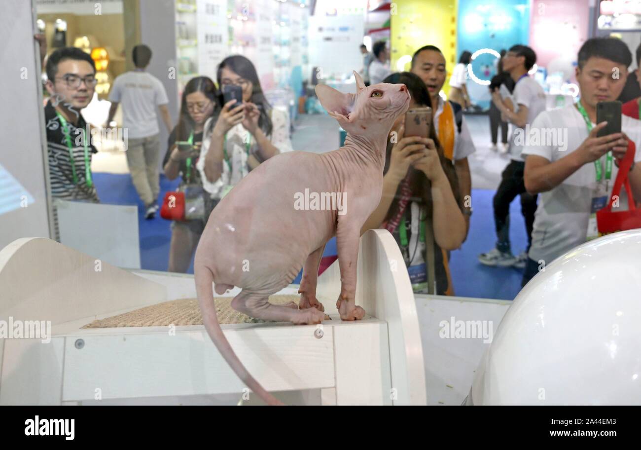 A sphynx cat is displayed as exotic pet at Pet Fair Asia 2019 in ...
