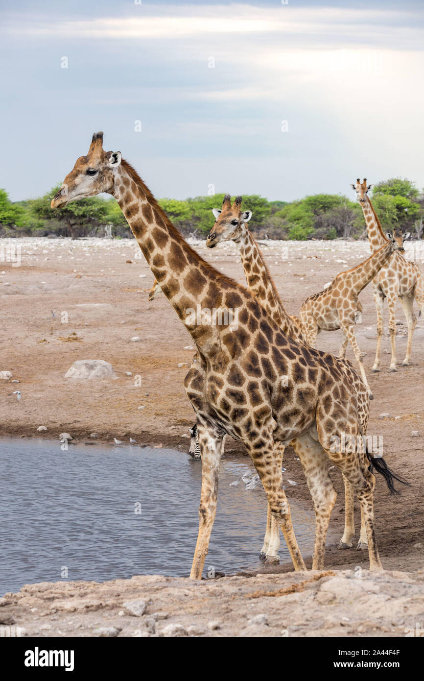 Long giraffes hi-res stock photography and images - Alamy