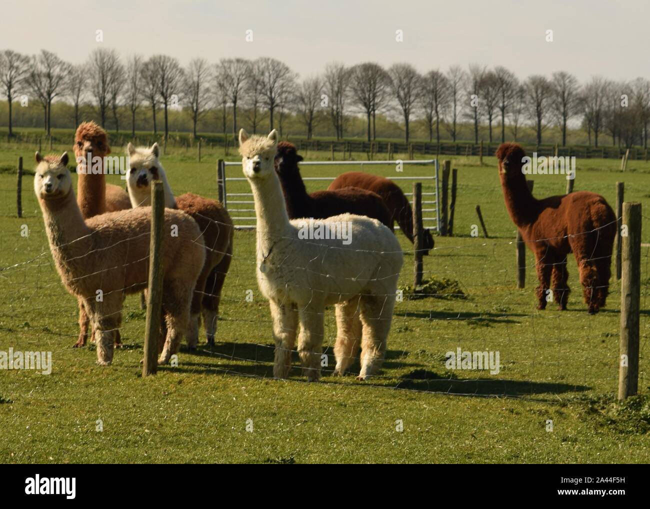 Alpacas in The Netherlands Stock Photo - Alamy