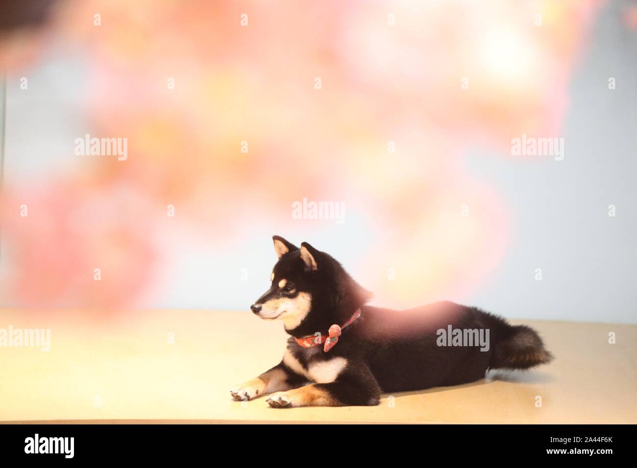 Shiba Inus in the first Shiba Inu caf¨¦ in Beijing, China, 6 August ...