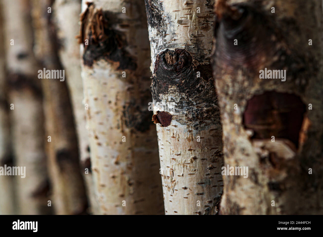 Birch tree trunks used as a natural background Stock Photo - Alamy