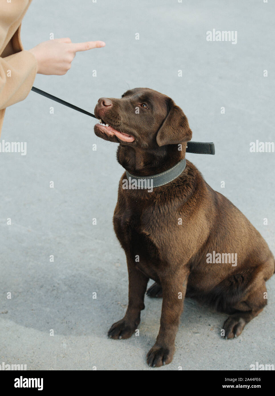 Woman lecturing her obedient loyal dog, shaking index finger over his ...