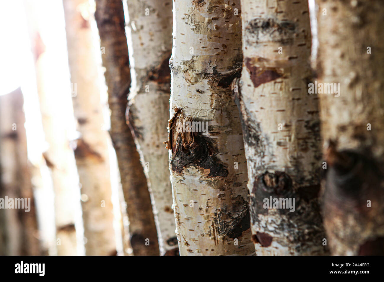 Birch tree trunks used as a natural background Stock Photo - Alamy