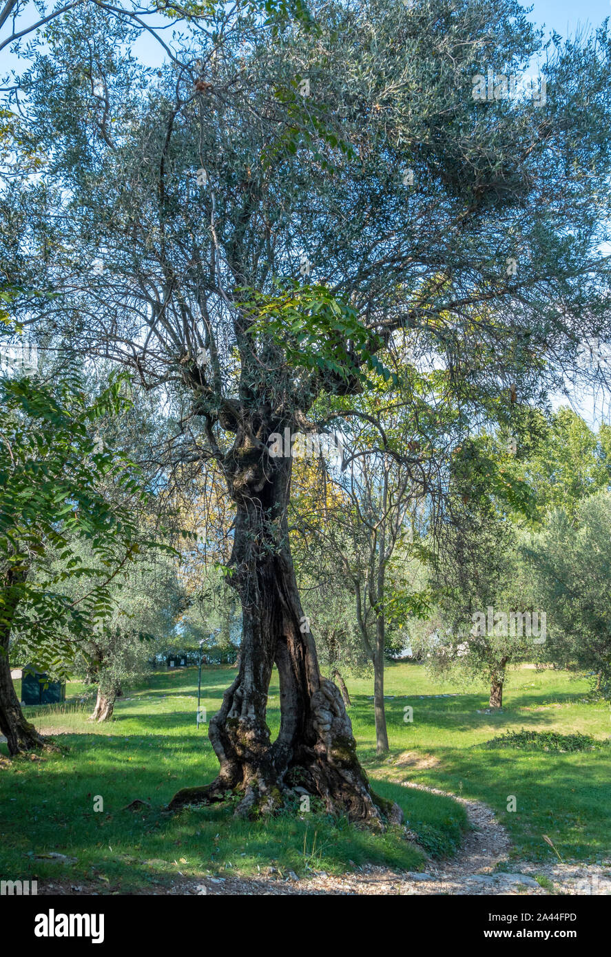 Old Olive Tree (Olea europaea), Punta San Vigilio, Lake Garda, Veneto ...