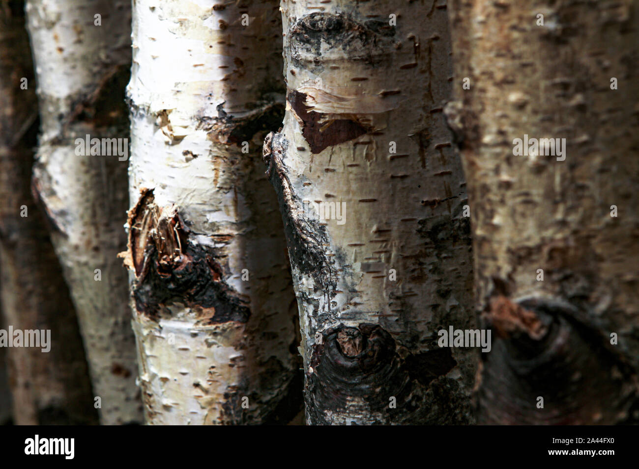 Birch tree trunks used as a natural background Stock Photo - Alamy