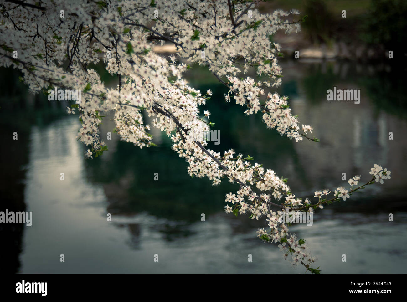 Branch hanging over water hi-res stock photography and images - Alamy