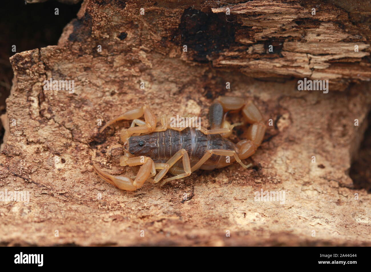 Chinese Scorpion (Buthus martensii Stock Photo - Alamy